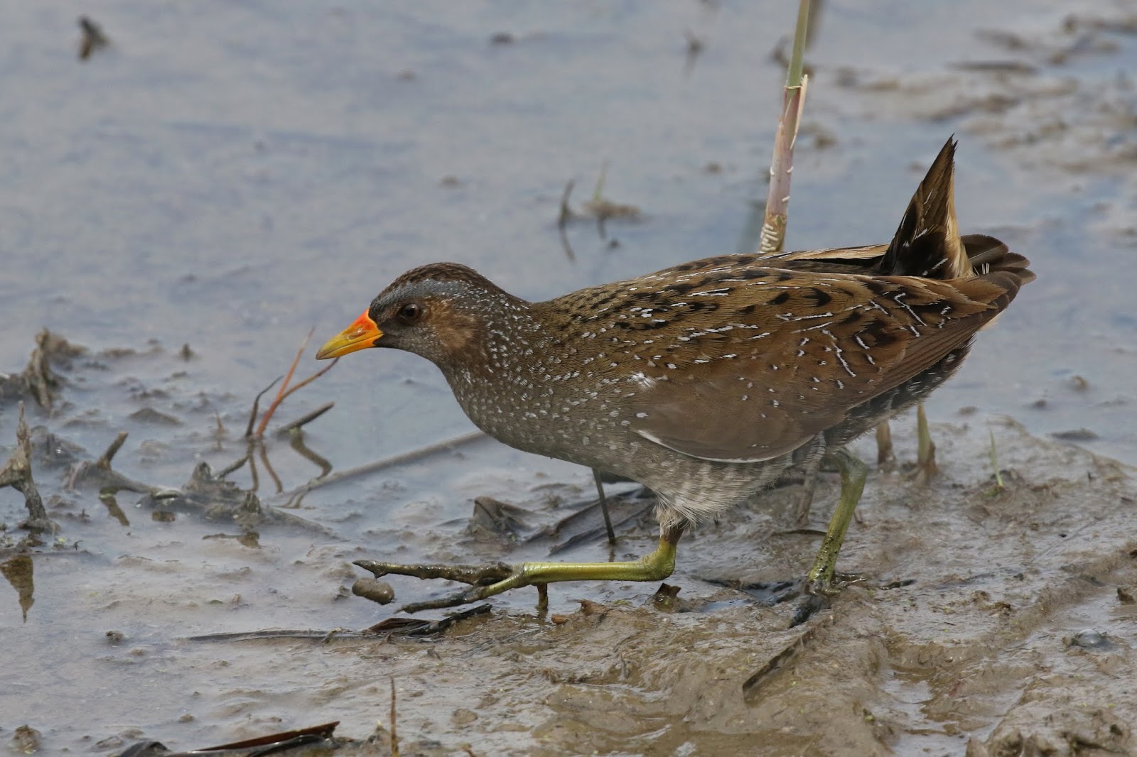 Gateshead and Beyond: Spotted Crake