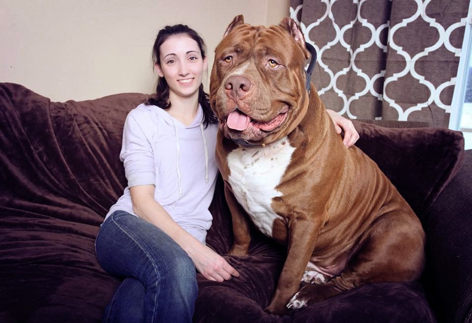ThattalkingGuy...: Photos: World obese Pittbull in companion my foot!
