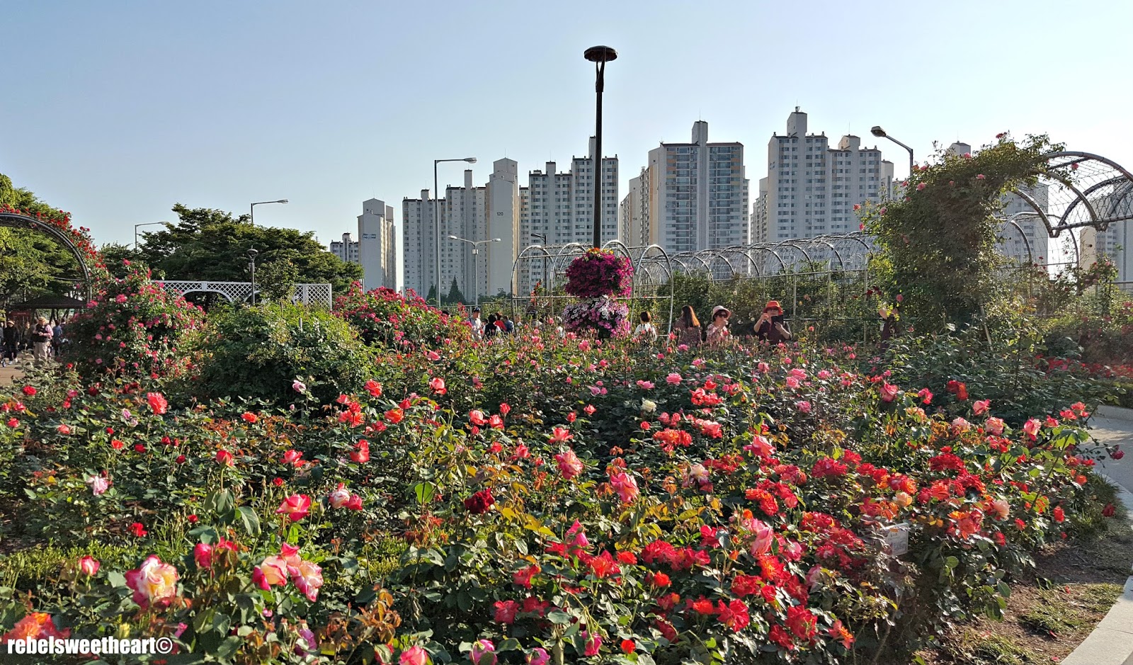 The Rebel Sweetheart.: Seoul Searching | Seoul Rose Festival.