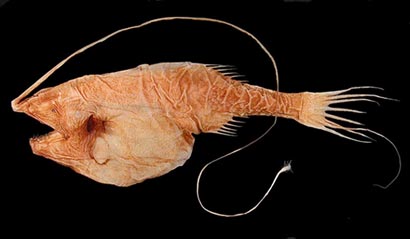 Portal Fish Picture: Deep Sea Gigantactis