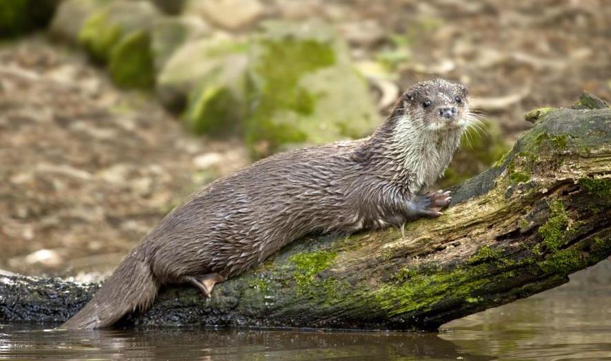 ARRONCHES EM NOTÍCIAS: GNR recolheu lontra com problemas de visão no ...