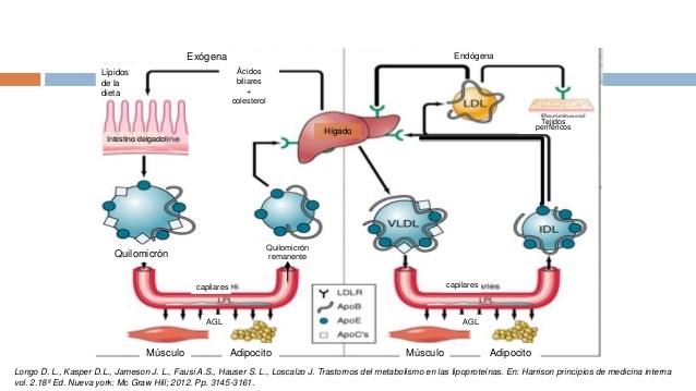 Ácidos Grasos Como Fuente Alternativa de Energía.: Ácidos Grasos como ...