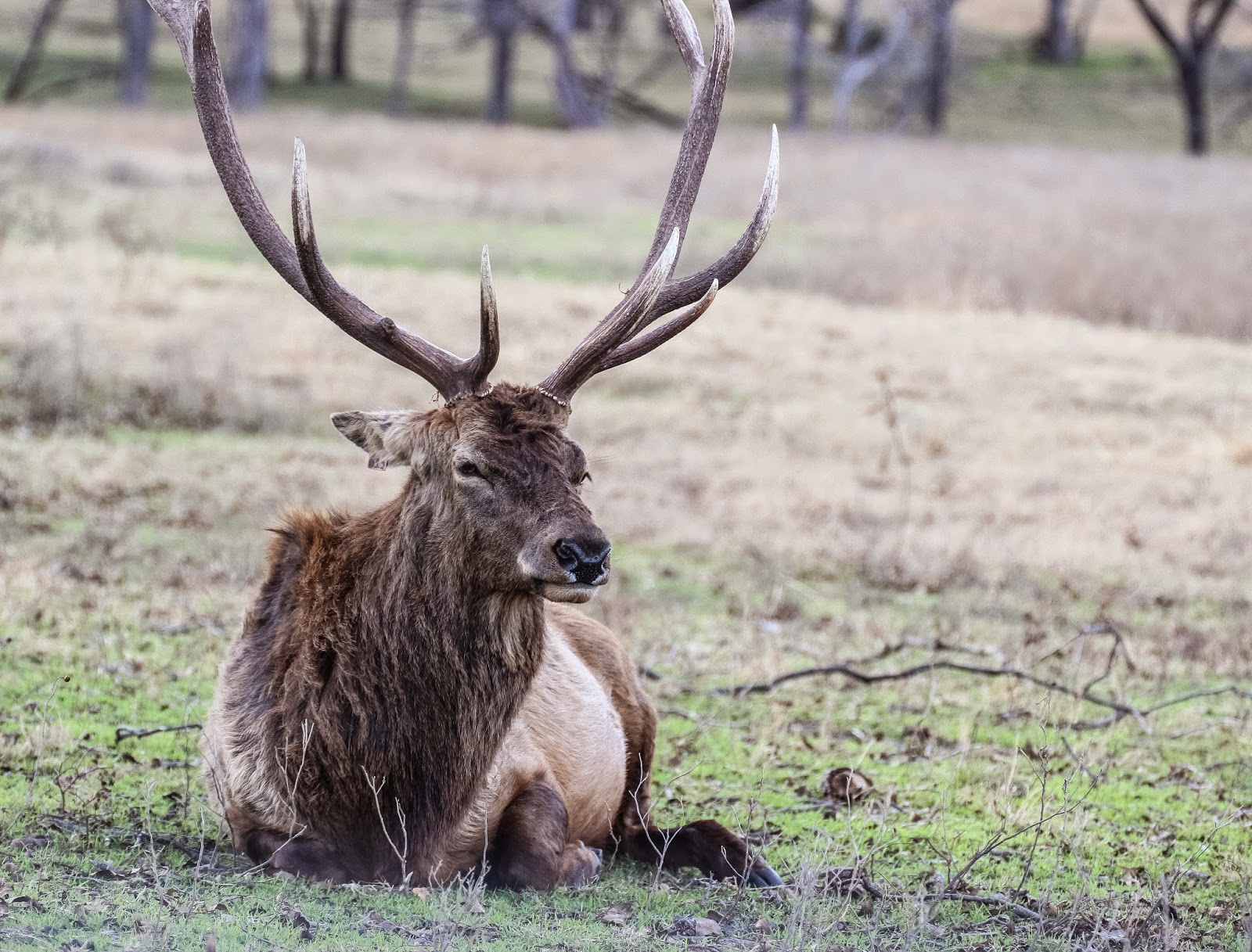 Cannundrums: Red Deer
