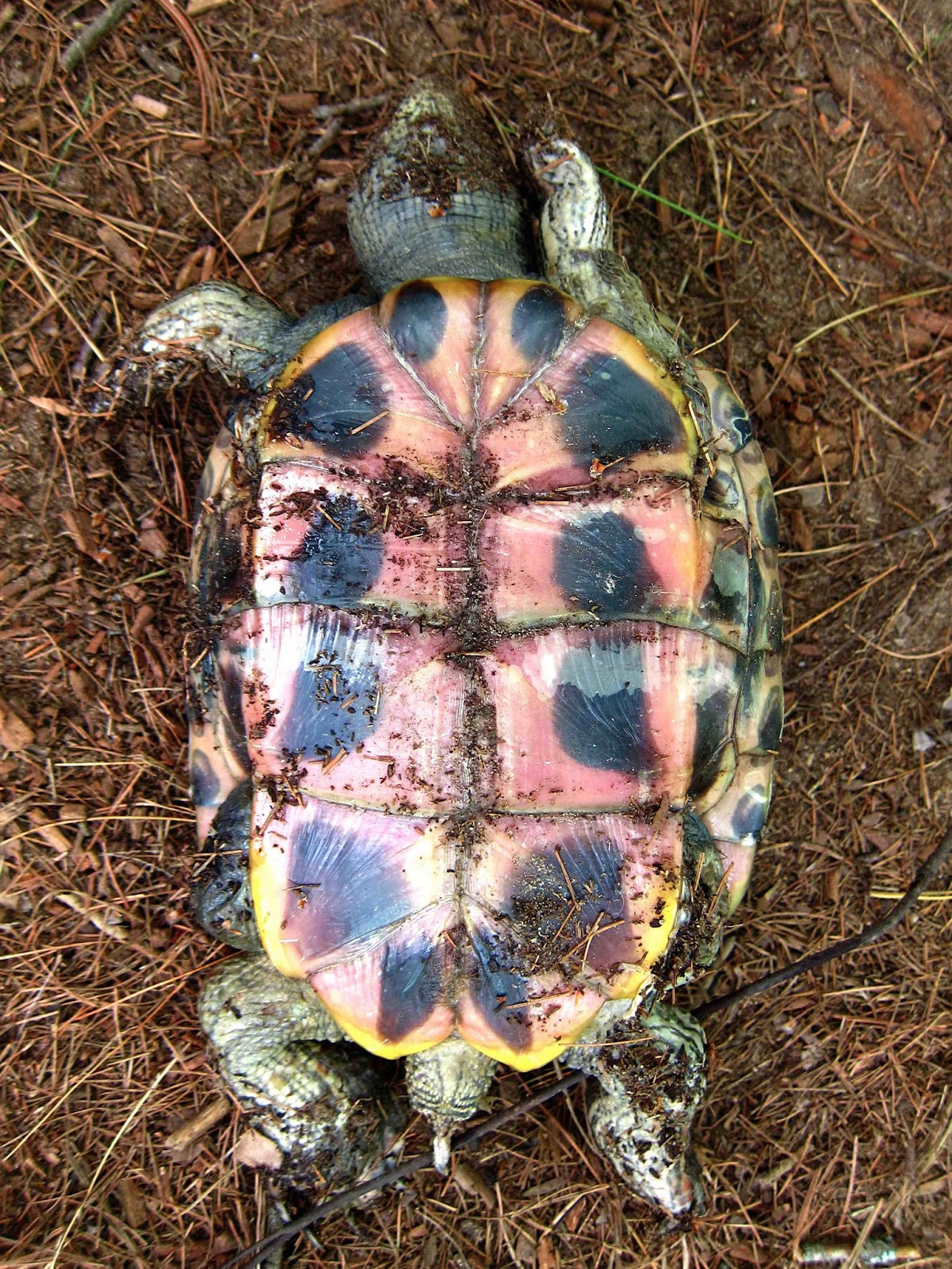 Saratoga woods and waterways: Poor Turtle!