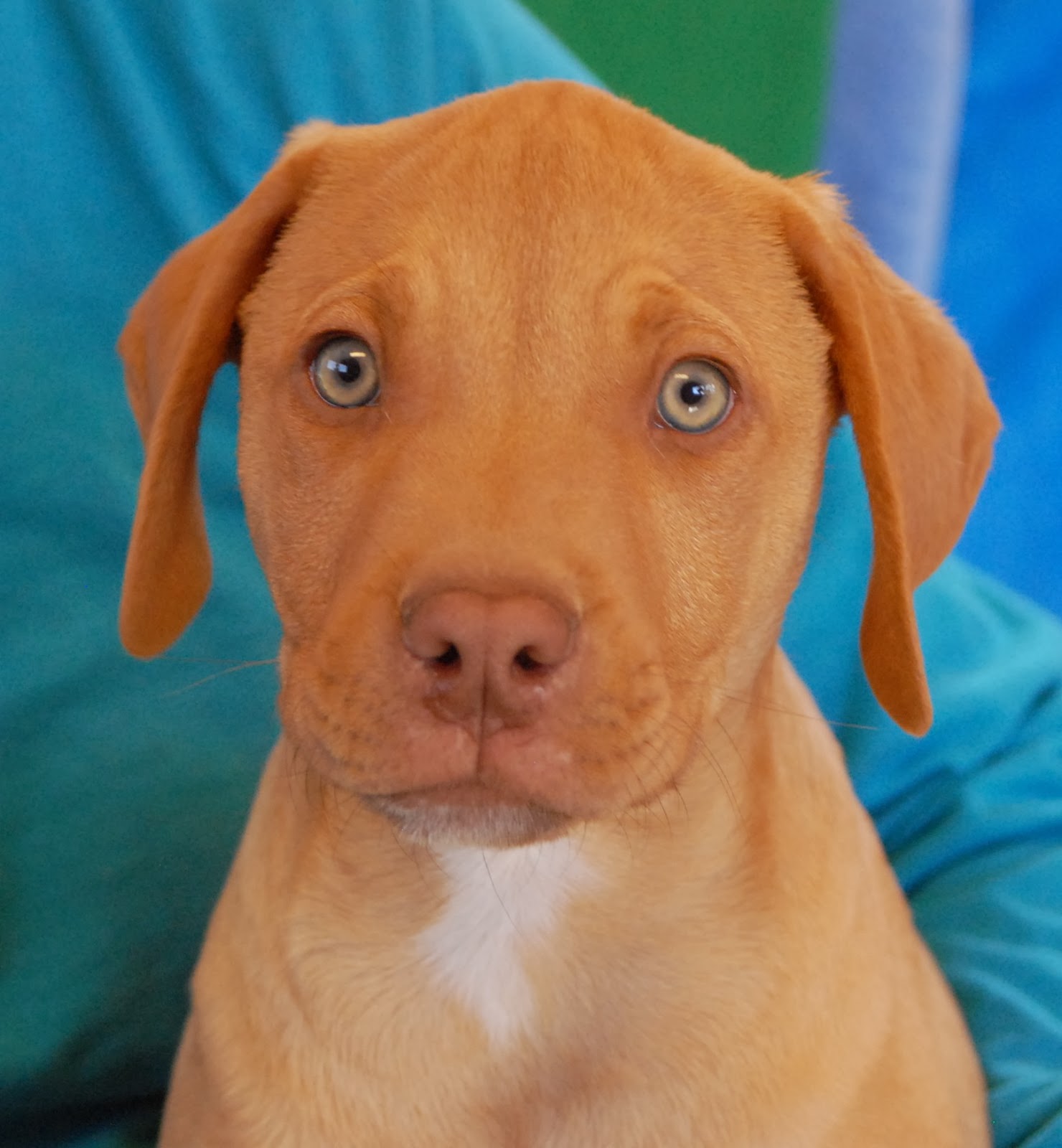 Alicia's Puppies debut for adoption today!