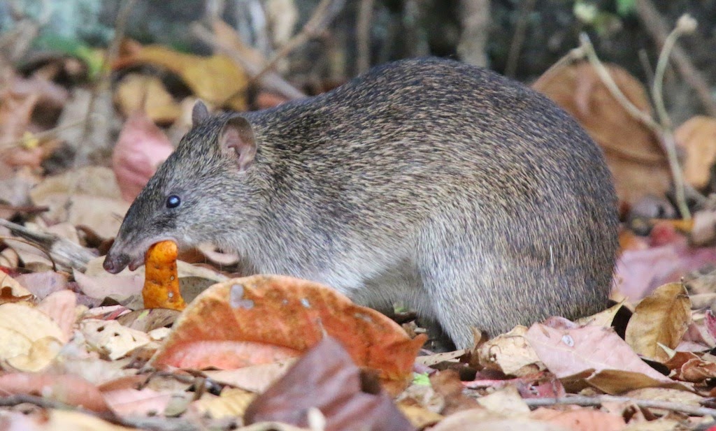 News from Coquette Point: September 2014