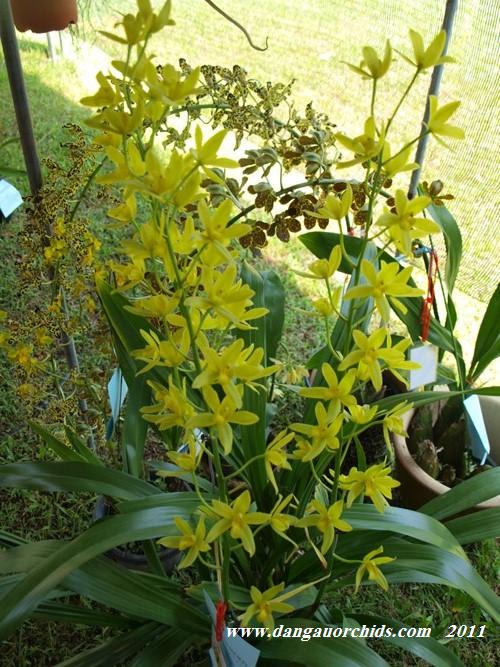 Orchids de Dangau: Perak Orchid Show Update : OSM-Ipoh City Orchid Show