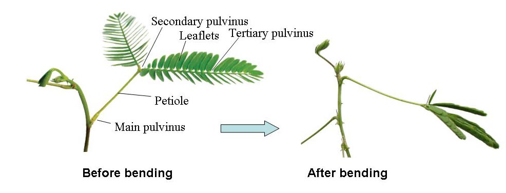 Pulvinus
