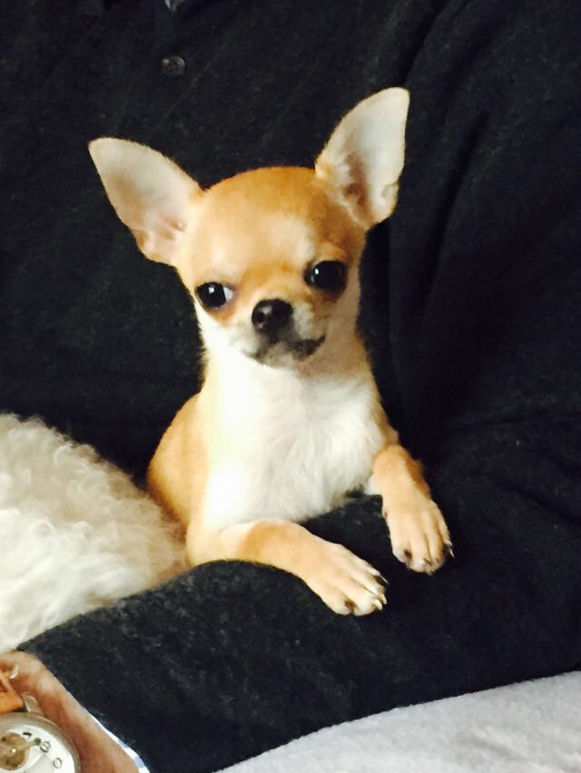 Chihuahuas Legend Passion: Chihuahuas mini toy