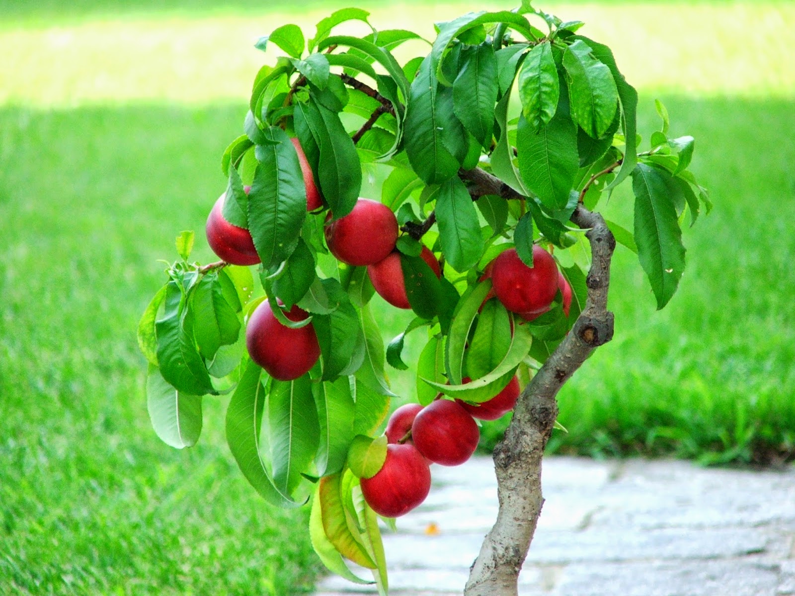 Evoluzione Bonsai : Bonsai di Pesco - Peach - prunus persica