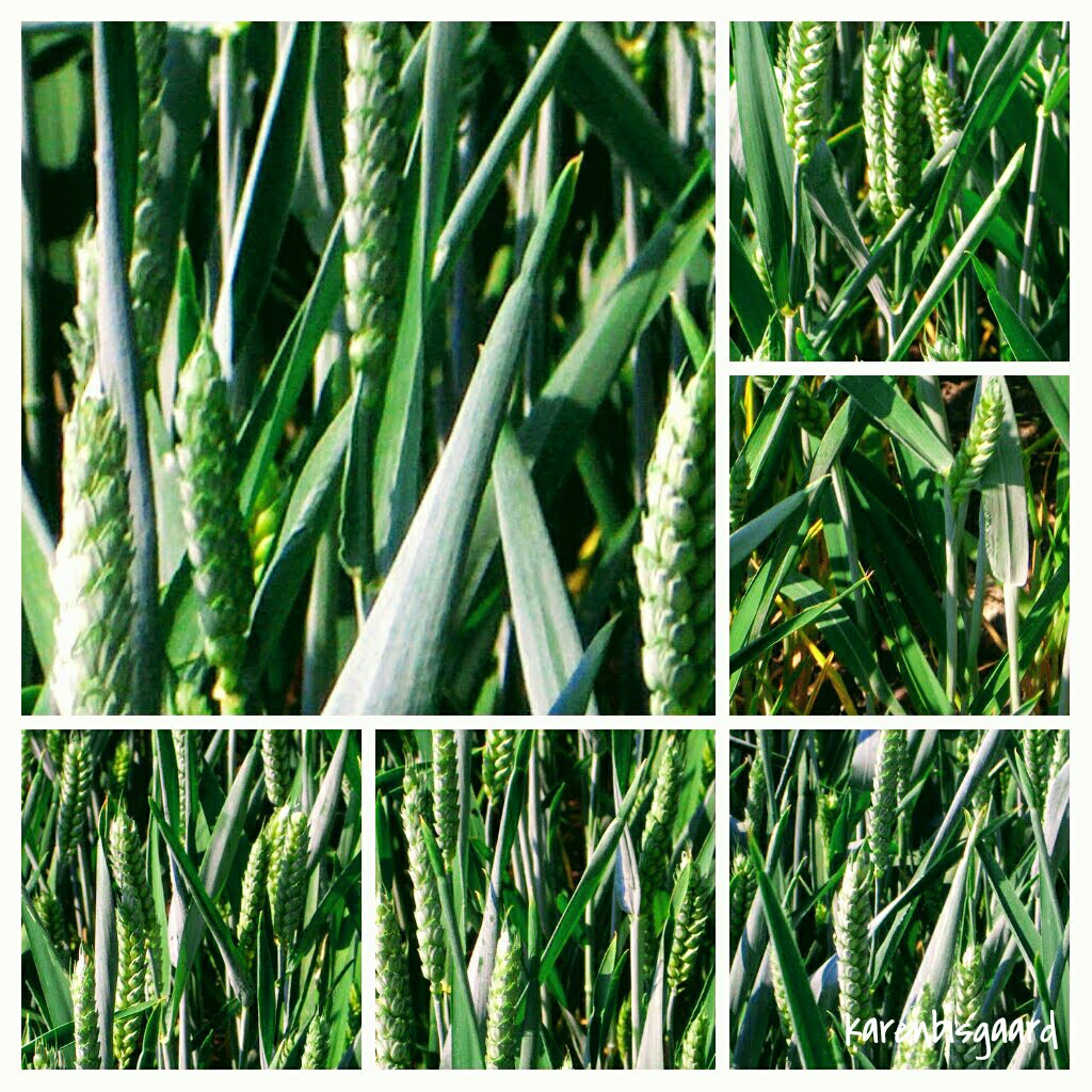Karen`s Nature Photography: Green Wheat Crop Collage.