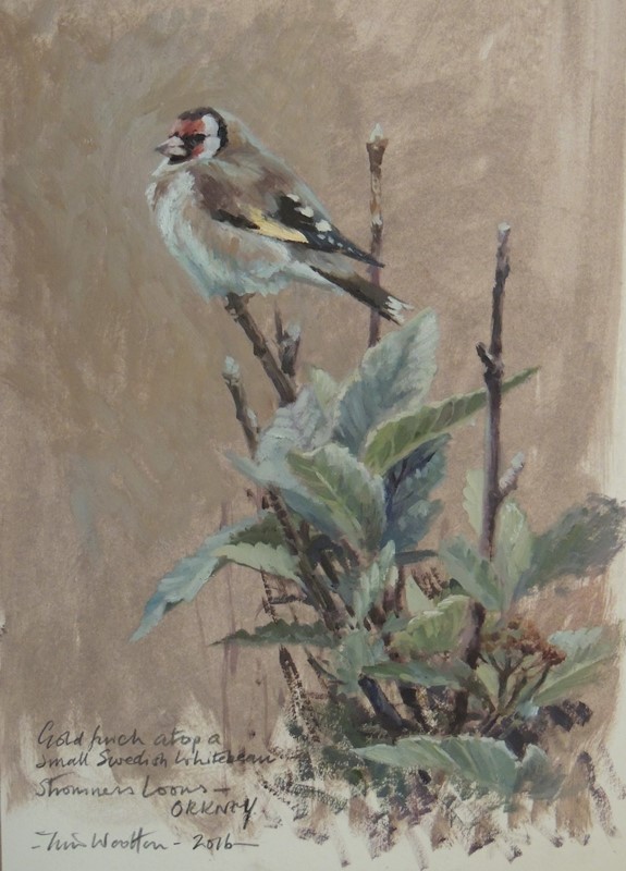 Tim Wootton Wildlife Art