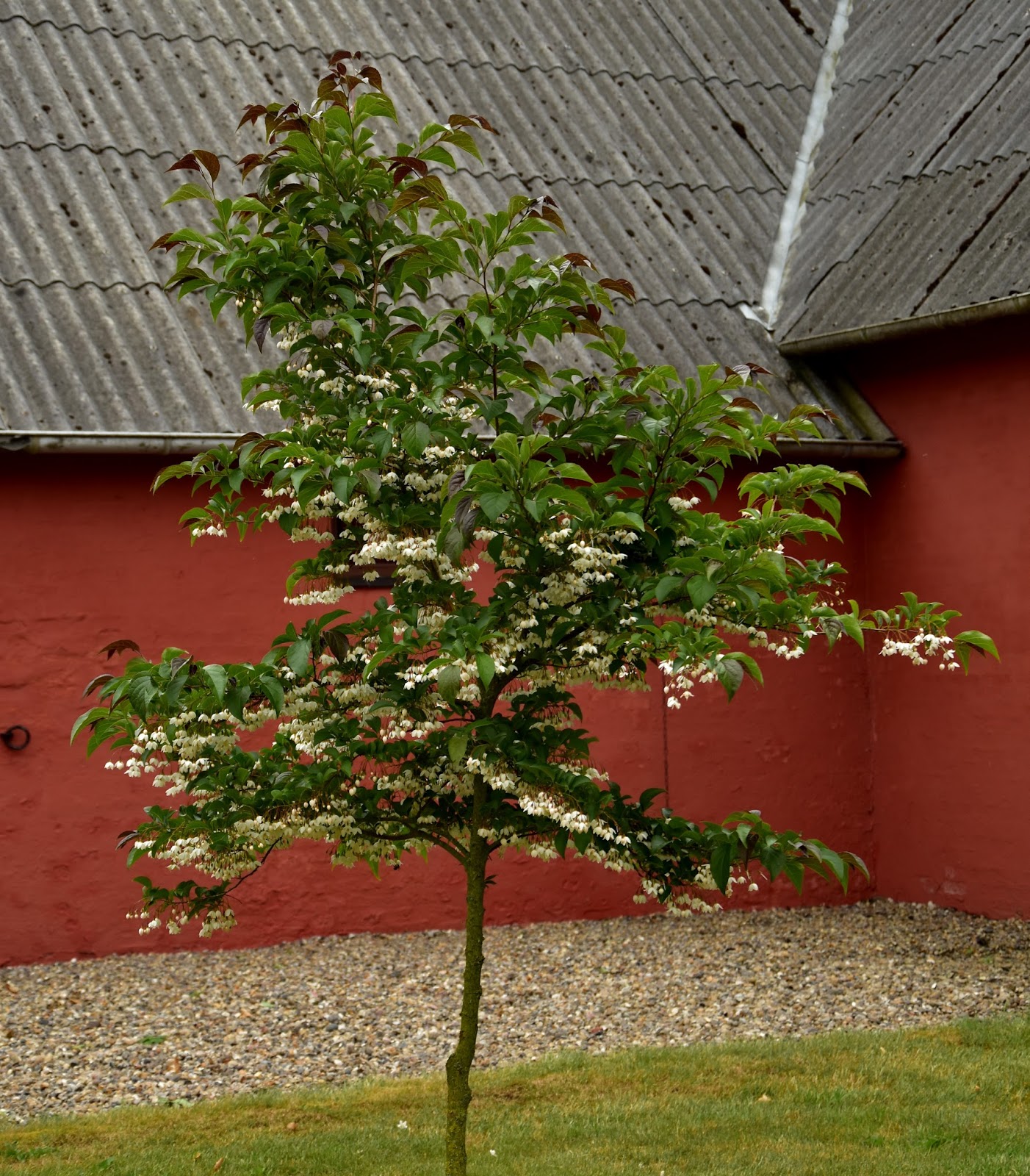 mest buske og småtræer