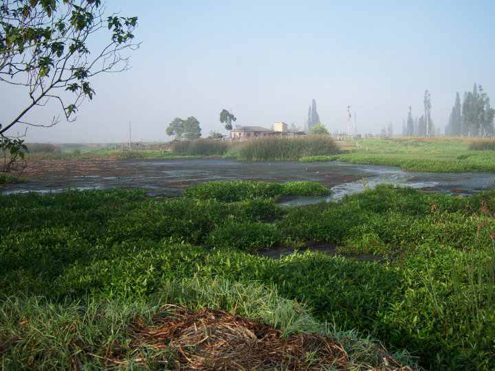 Humedal Neuta: ¿Qué es un humedal?