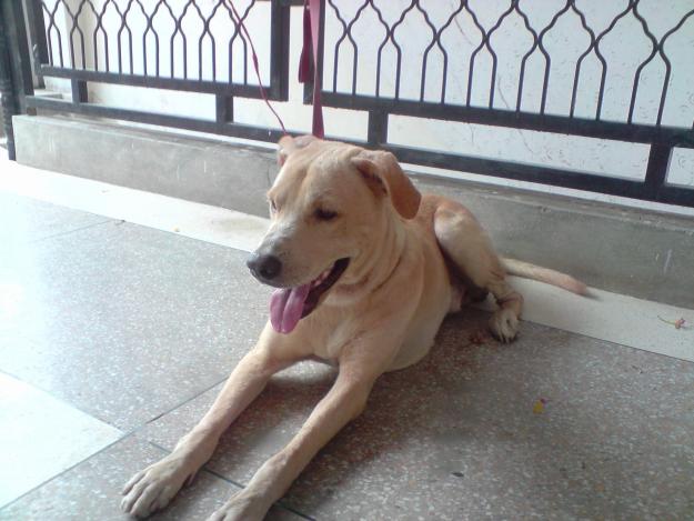 kelvin black: Labra dog