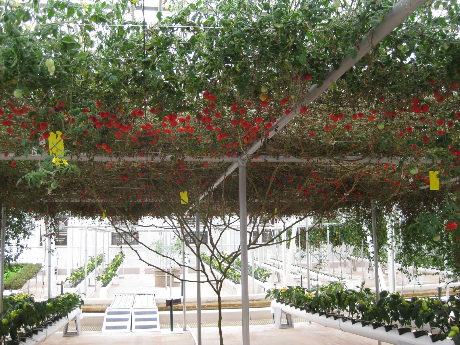 Walt Disney World 2009: Day 7 ~~ EPCOT, Living with the Land Behind the ...