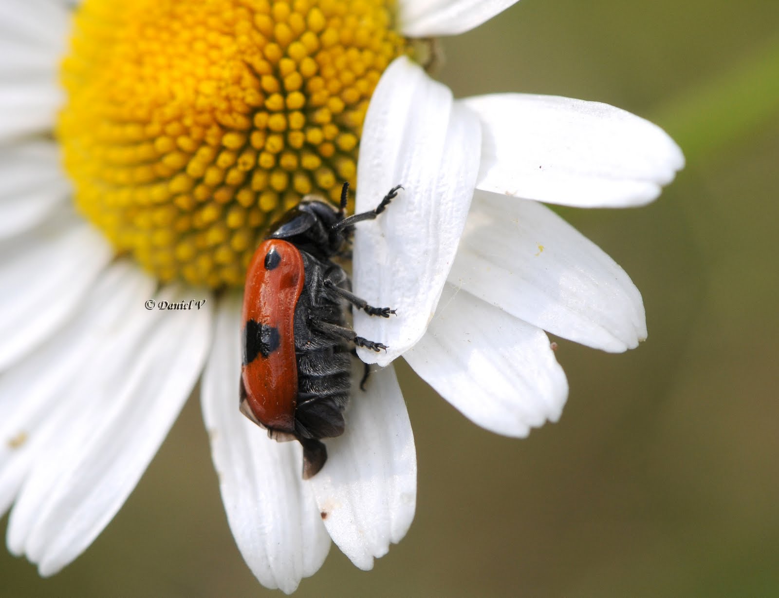 Macrophoto plaisir passion: Le clytre lustré, clytra laeviuscula