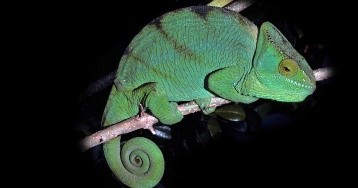 "ප්‍රතිභා" : "Bodilima Sankalpaya"