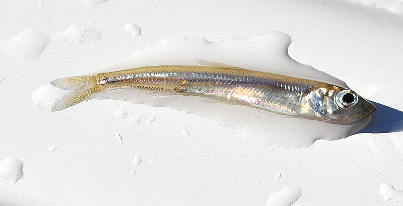 Bay Area Backwaters: Plumas County, California