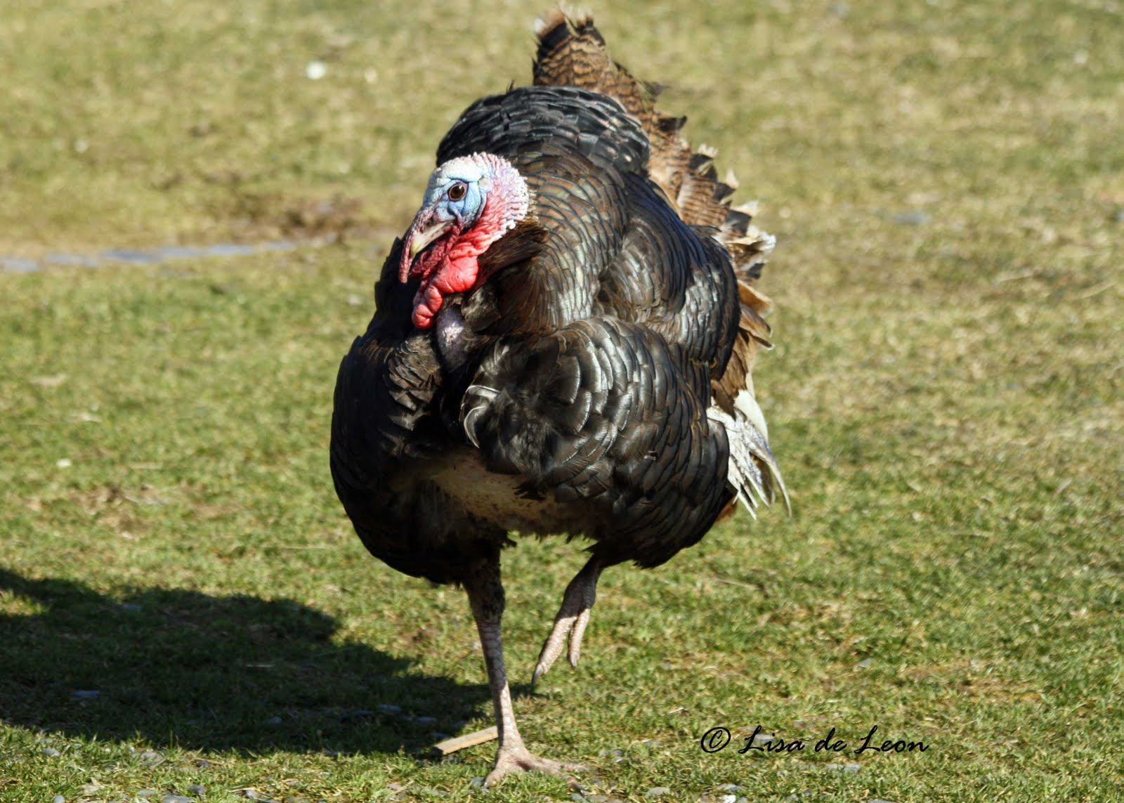 Birding with Lisa de Leon: Let's Talk Turkey