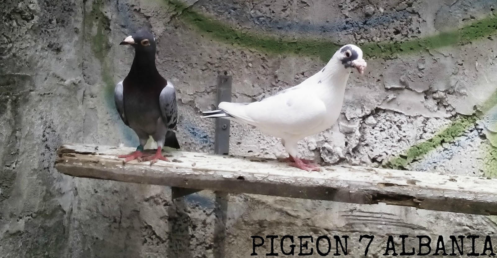 PIGEON SPORT ALBANIA: Pellumba hunderra vendi Albania Fier (PIGEON 7 ...