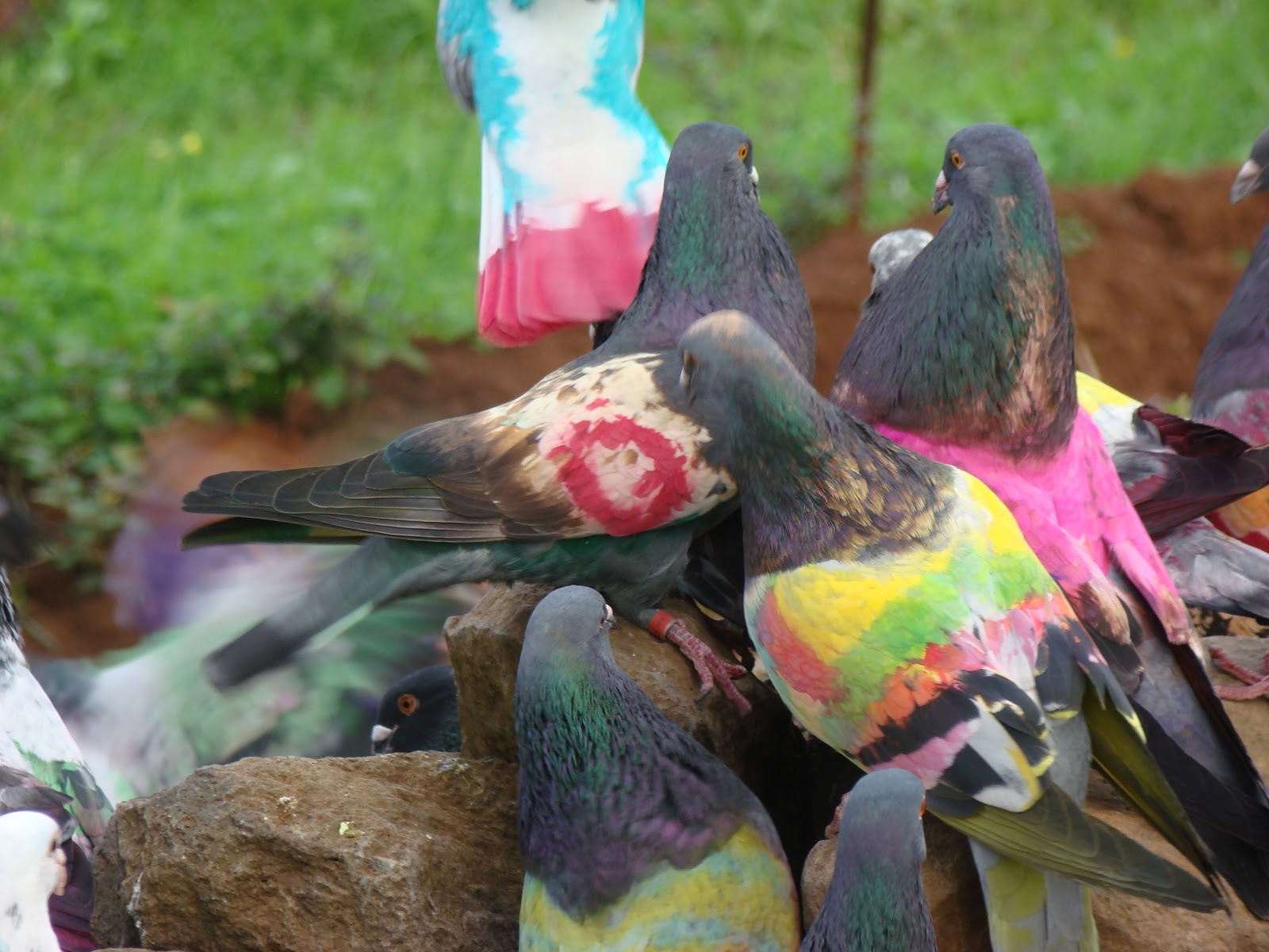 Mis amigas las palomas: Fotos palomas pintadas para carreras/competiciones