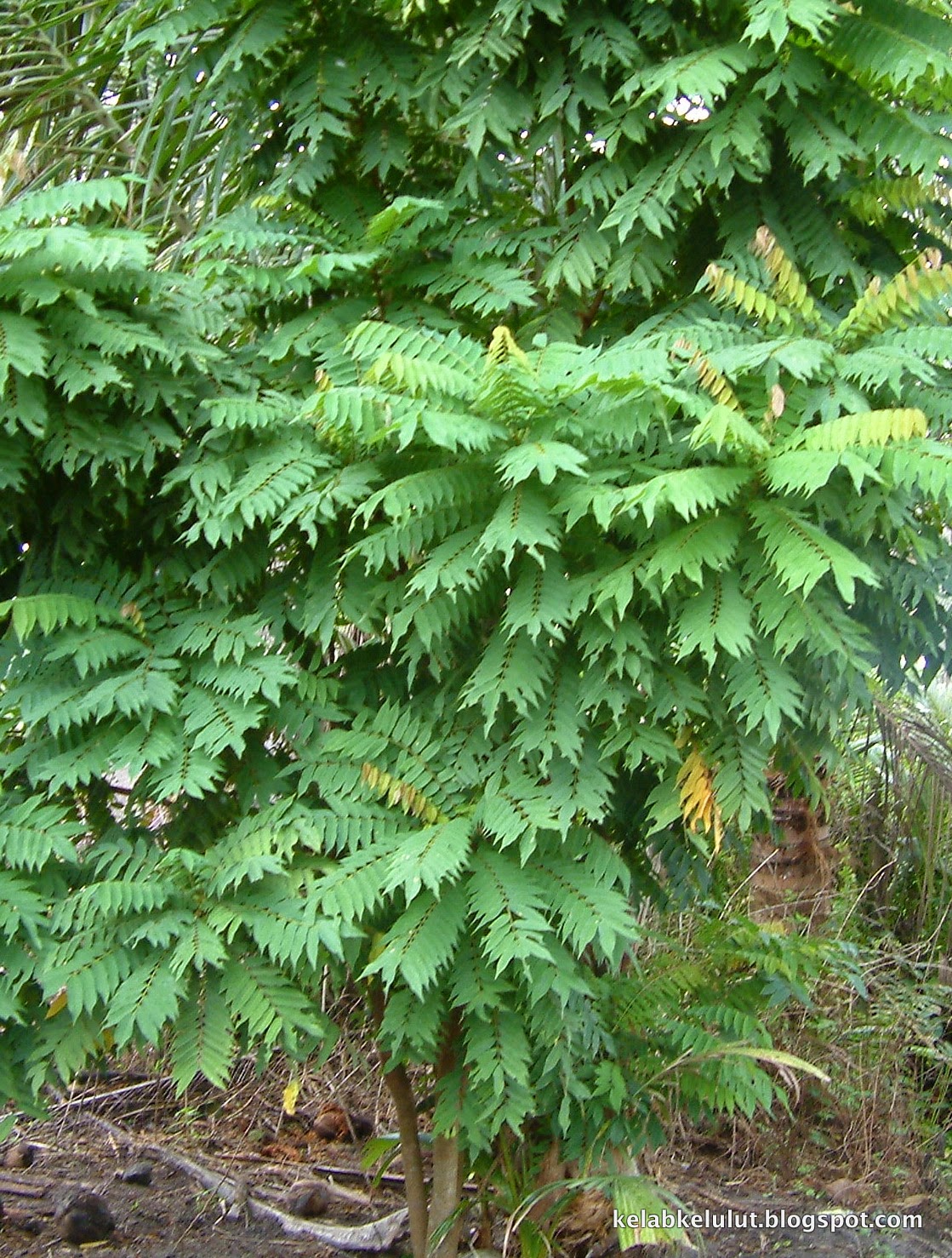 Baru Bunga Buluh, Konsep Penting!