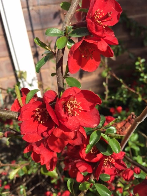 Flowering Quince Hedge