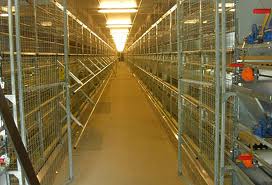 AVES PONEDORAS: INSTALACIONES