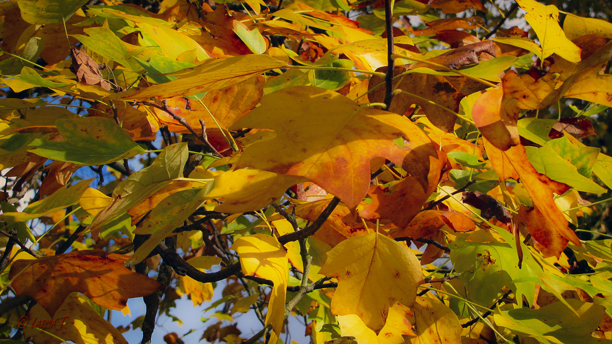 Clipe de toamna - Blogul Larisei