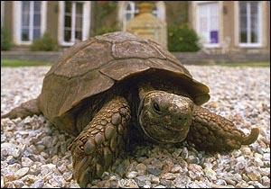 Gryphem: The Last Surviving Veteran of the Crimean War