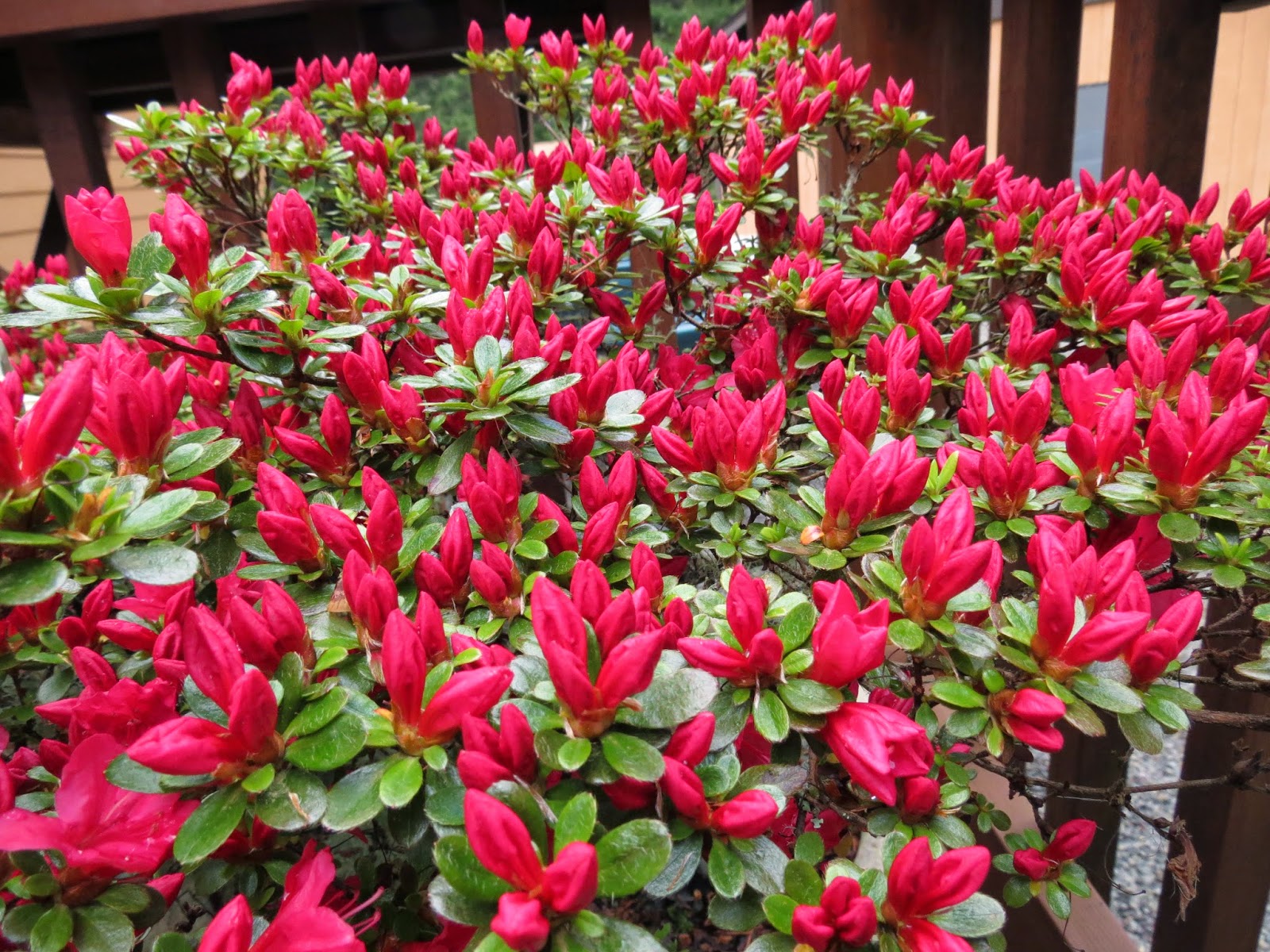 My favorite plant in the garden this week is...Rhododendron 'Hino-crimson'