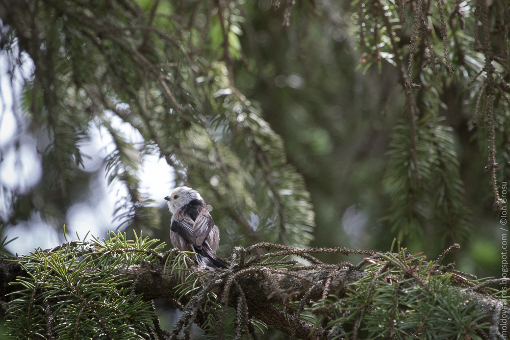 Păsări din Moldova: Pițigoiul codat din Valea Trandafirilor