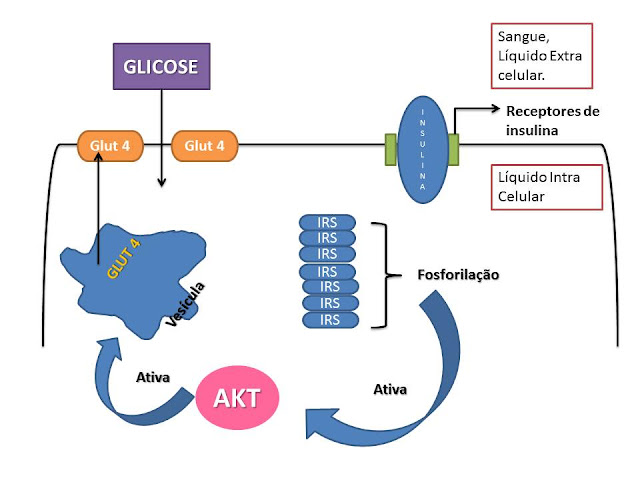 Fisioexando: Glicólise Anaeróbia