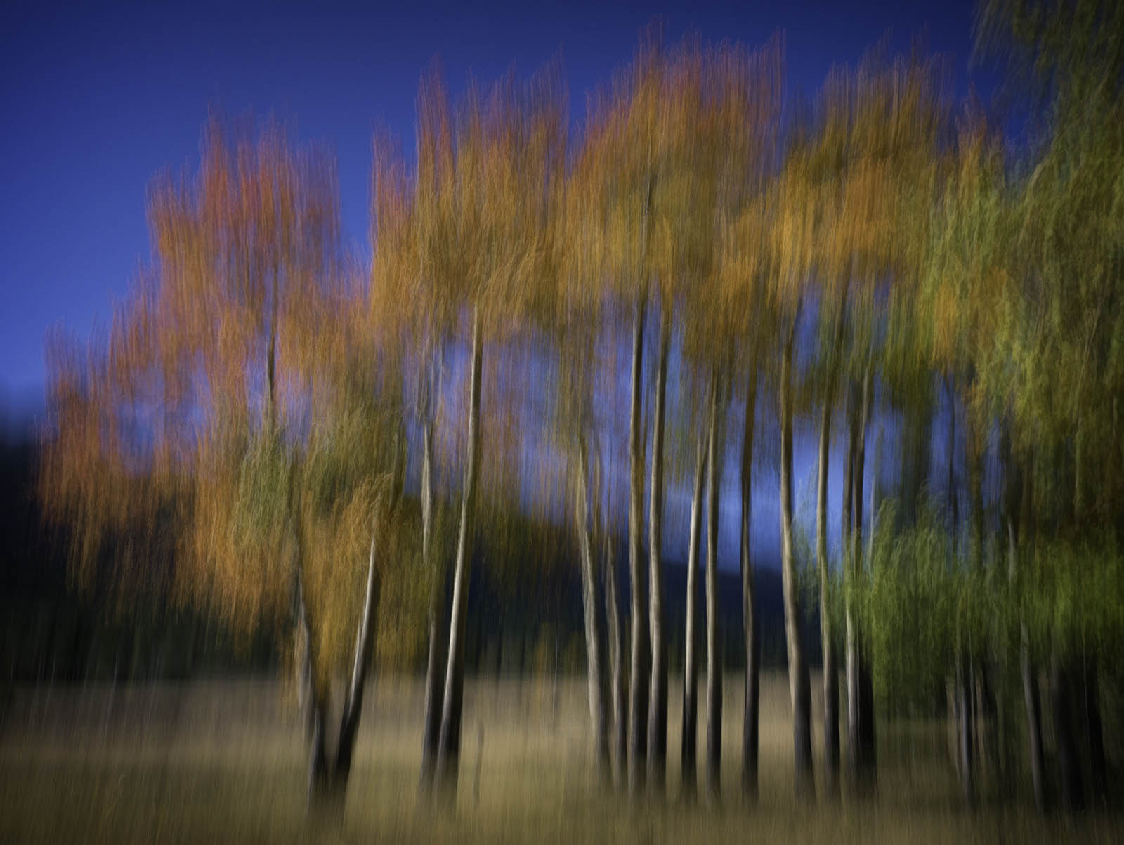 Jim Cox Photos: Blurred Fall Colours Abraham Lake