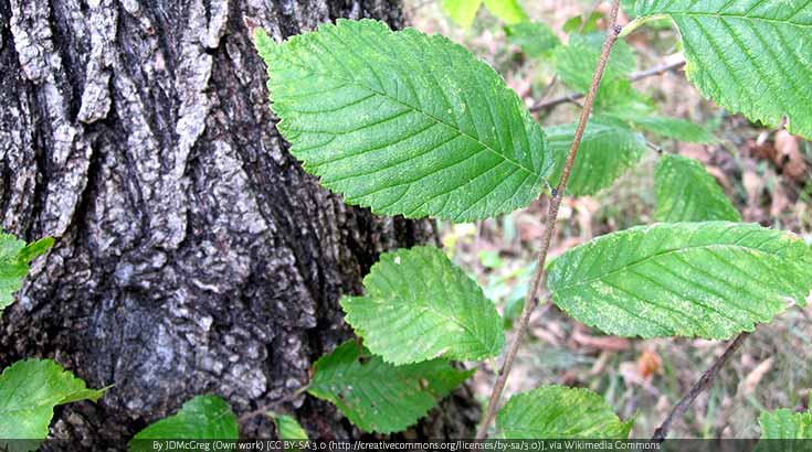 The Herb Hound: SLIPPERY ELM