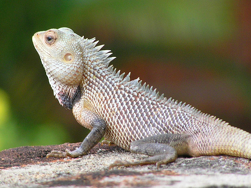 Reptile Research and Conservation Trust Of India: LIZARDS