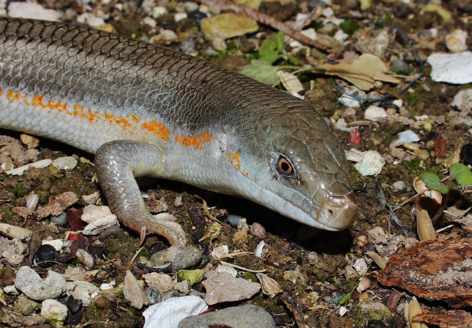 Biodiversity of Cyprus by NGO Protection of the Natural Heritage and ...