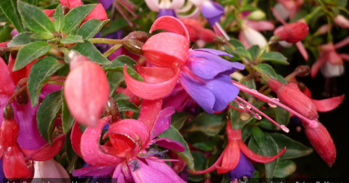 Flores y plantas silvestres: " Fuchsia x hybrida ". Pendientes de la ...