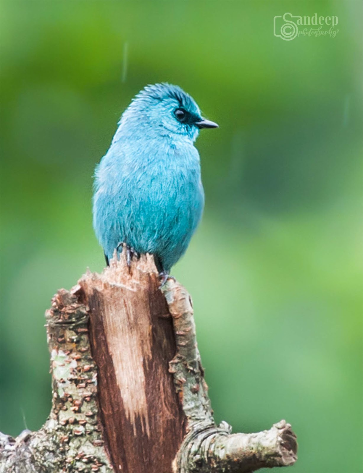 SHARING OPINION: BIRDS OF ARITAR & SIKKIM