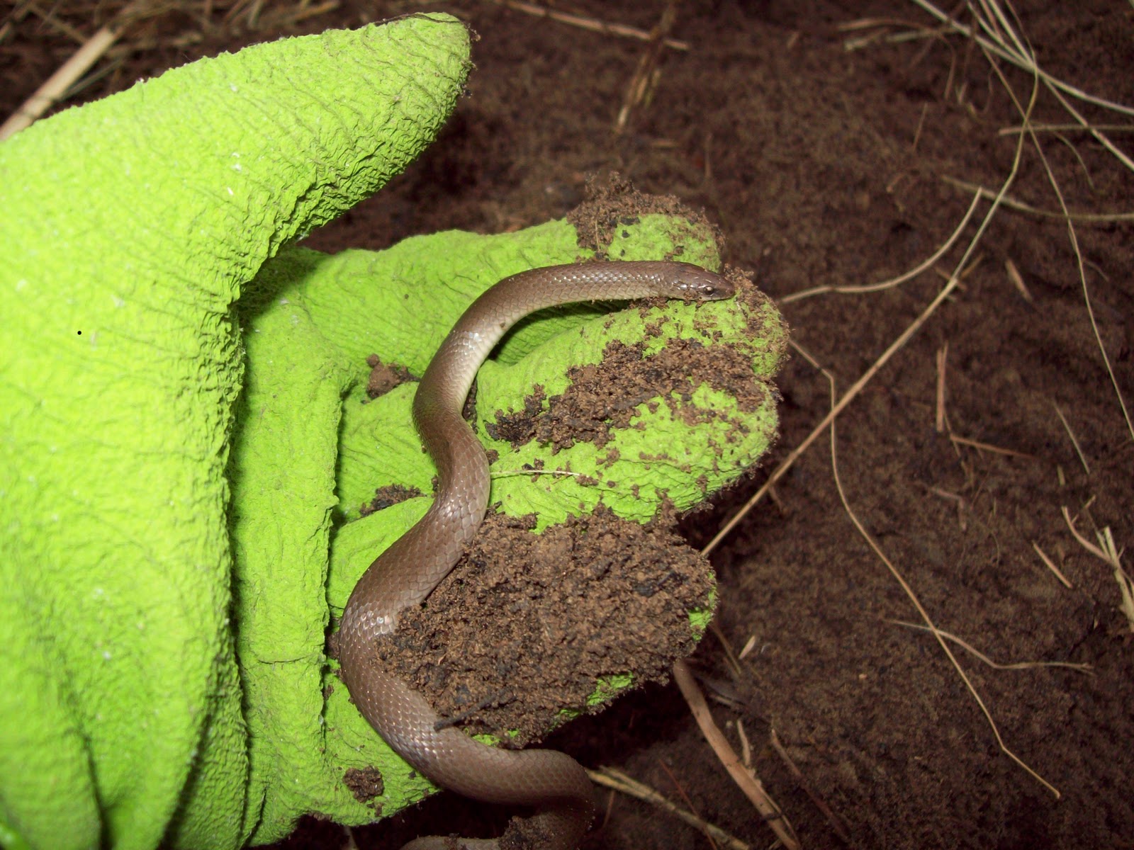 Devouring the Seasons:: Season One: Spring Gardening Adventures in ...