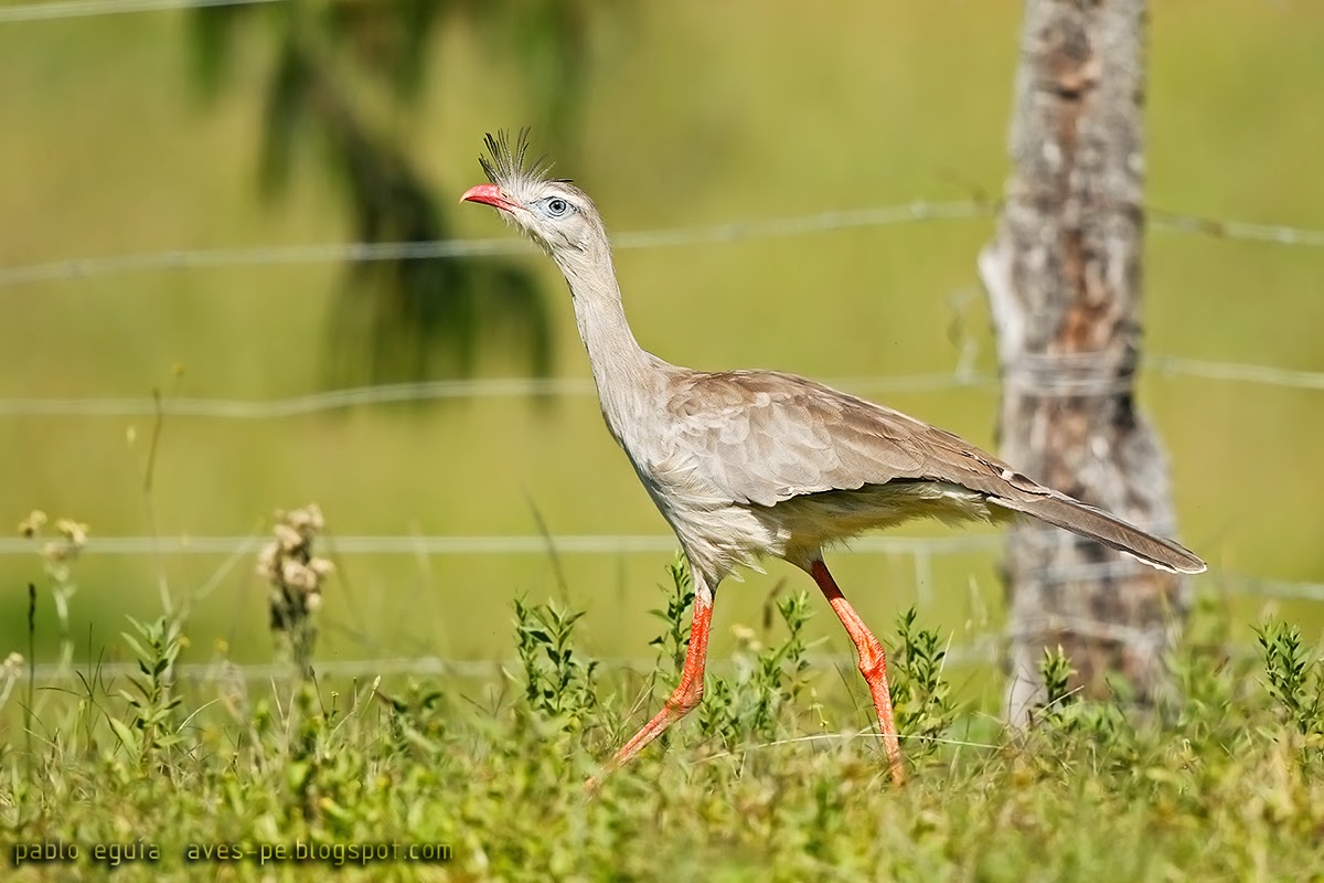 mis fotos de aves: Cariama cristata Chuña Patas Rojas Red-legged Seriema