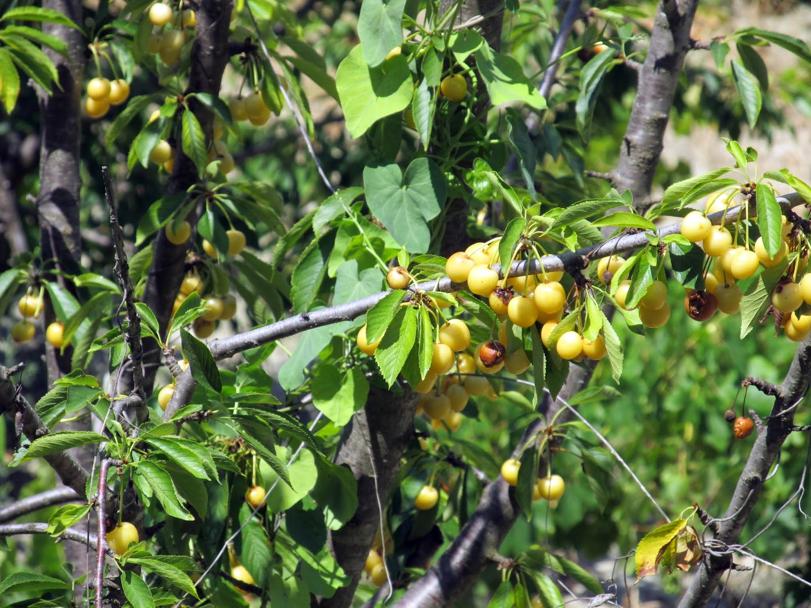 Cittaslow Botanik Park: KİRAZ AĞACI