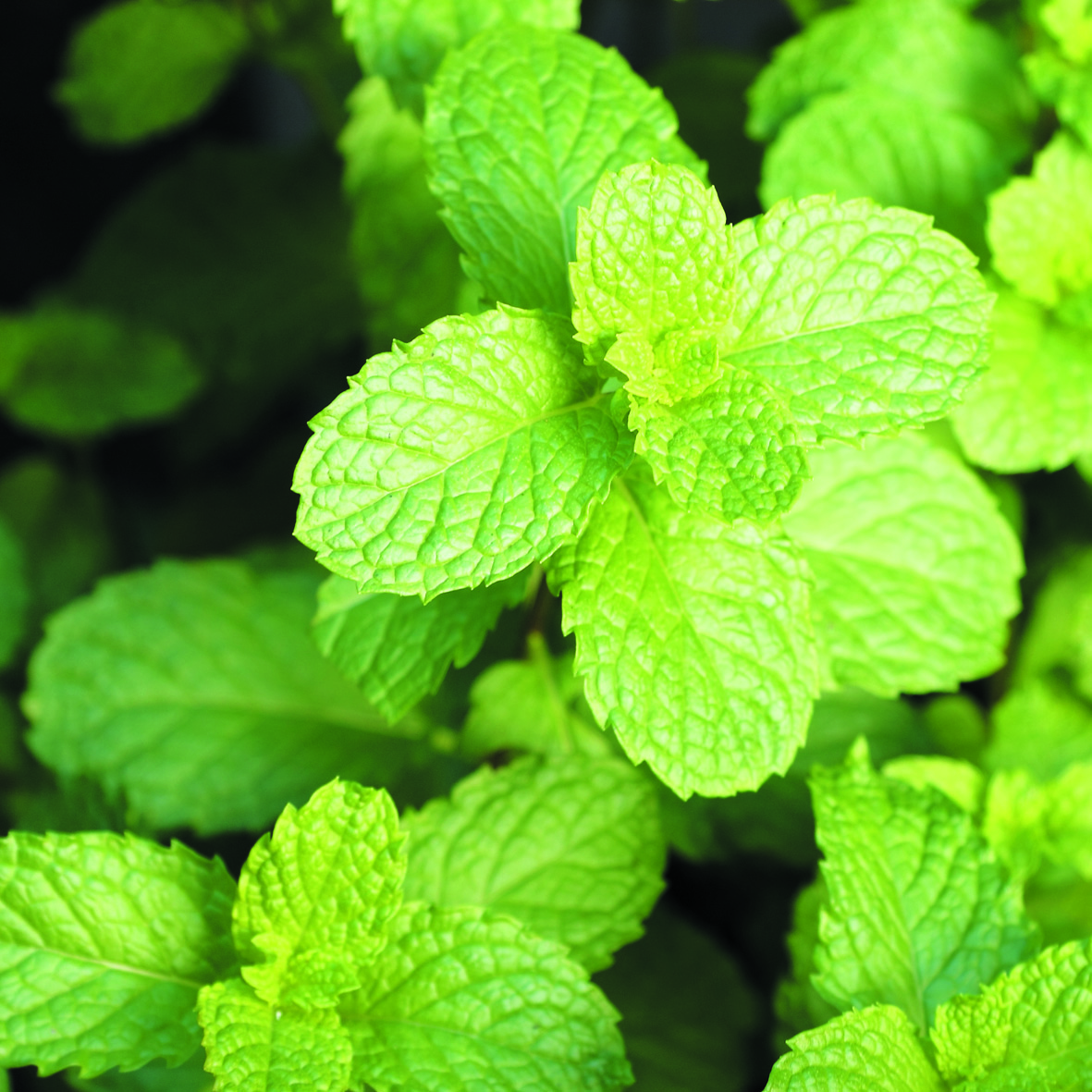 spiritueux magazine: Culture bar: La menthe, le mythe de Menthe et la ...