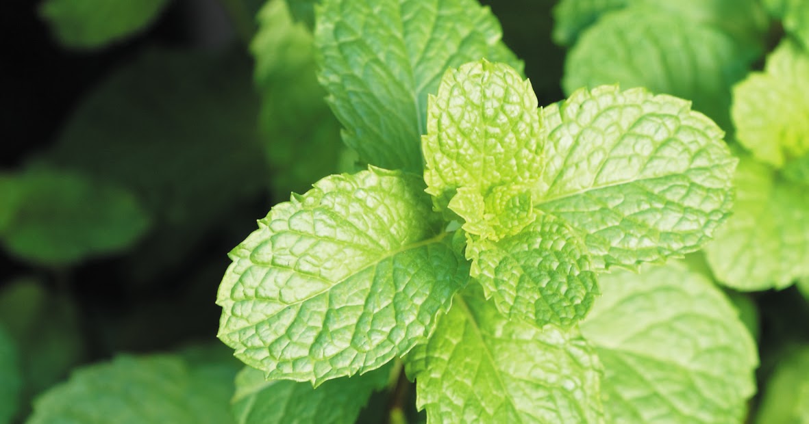 spiritueux magazine: Culture bar: La menthe, le mythe de Menthe et la ...