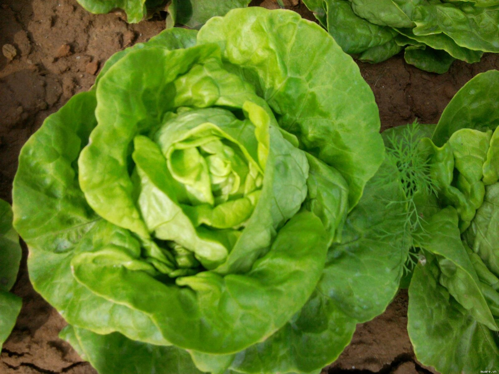 Bán hạt giống rau xà lách lô lô tím-Ship toàn quốc - Hạt Giống Hoa