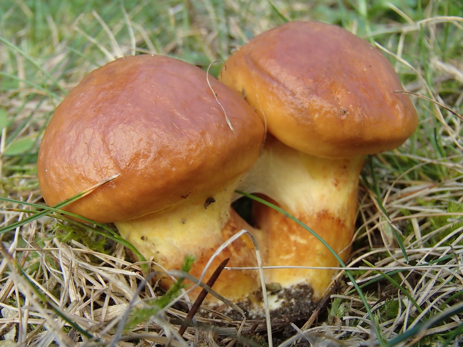 MOJA MENAŻERIA : W maślakowej rodzince