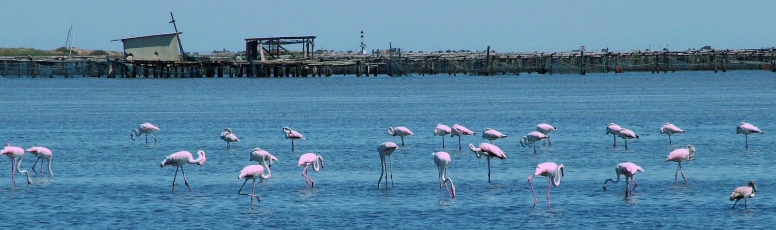 BeyondThePale: Birding in Catalunya