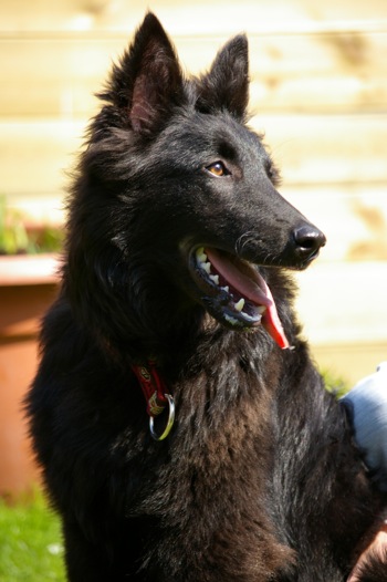 Belgian Shepherd Breeder info and Pictures ~ Blog of Dogs Breeds ...