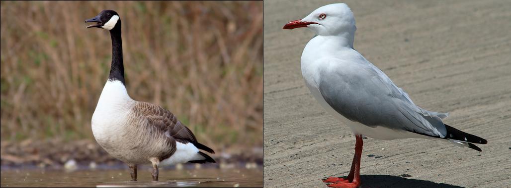 Chant du Départ: Geese and Seagulls